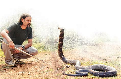 World Biggest King Cobra In Kerala
