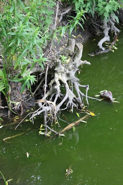 Premium Photo A Tree Roots In A Body Of Water
