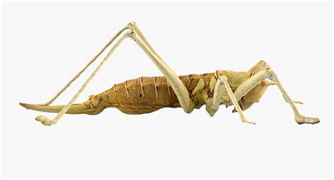 Grasshopper 3d Model 99 Max 3dm 3ds C4d Lwo Obj Skp Wrl Free3d