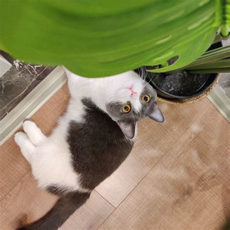 Xiao Zhan And His Cat Jianguo Nut R Xiaozhanworld