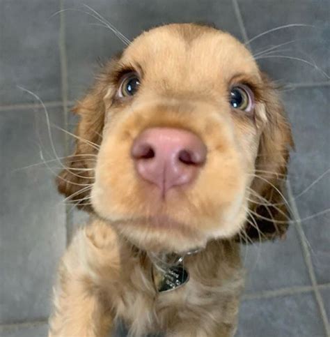 Una Perrita Cocker Tiene Los Ojos Más Bellos Ni Las Princesas De Disney Pueden Sostenerle La
