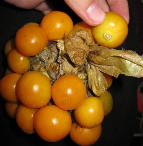 Out Of My Comfort Zone When You Ask For A Raspberry In India