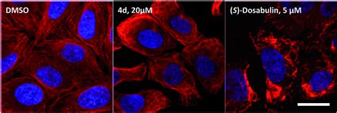 Analysis Of Interphase U2os Cells Treated With 20 μm 4d Or Dmso Download Scientific Diagram