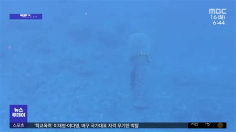 이슈톡 구조 실패한 밧줄에 꽁꽁 묶인 고래상어