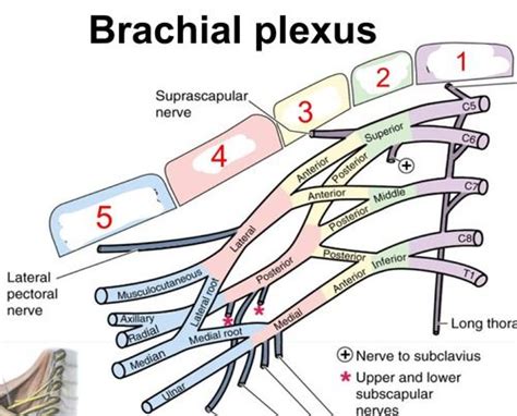 Label The Terminal Branches Of The Brachial Plexus