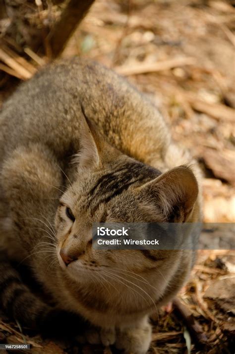 A Bhutanese Shorthaired Cat With Ticked Tabby Coat Near Paro Taktsang