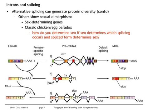 BioSci D145 Lecture 2 Bruce Blumberg Ppt Download