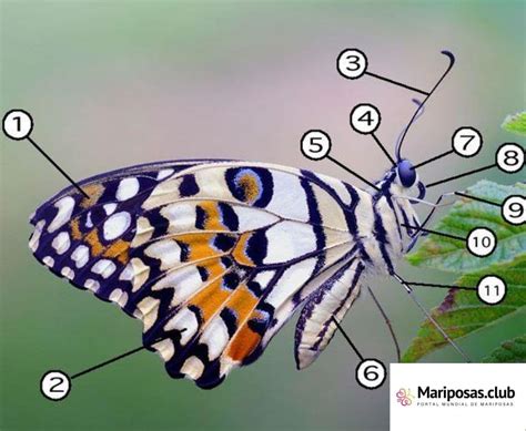 Anatomía De La Mariposa Mariposas