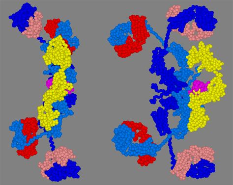 File3d Structure Of Secretory Iga1png Wikimedia Commons