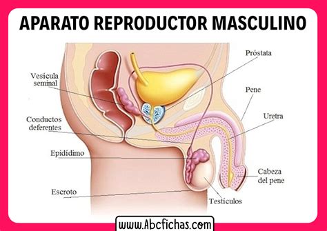 Anatomía Del Aparato Reproductor Masculino