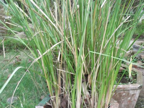 Vetivert Essential Oil Recipes