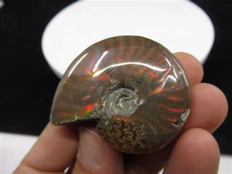 Red Ammonite Fossil 2