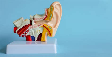 320 Buis Van Eustachius Fotos Stockfotos Afbeeldingen En Royalty Free Beelden Istock