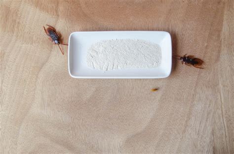 How Do Roach Motels Work Beatpests