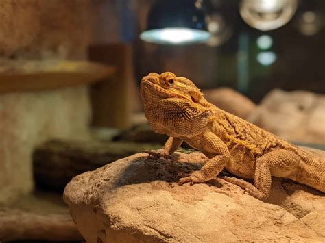 7 Best Bearded Dragon Basking Rocks And Other Props