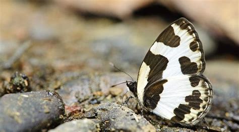 Black And White Butterfly 20 Types And Pictures A Z Animals