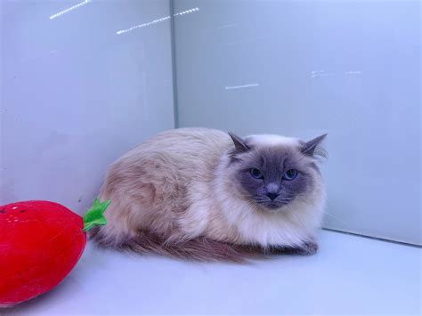 렉돌 카이 하이랜드폴드책임분양 애완견책임분양 반려견책임분양 소형견키우는방법 중형견키우는방법 대형견키우는방법 미니비숑프리제키우는방법 토이푸들키우는방법 골든리트리버키우는방법