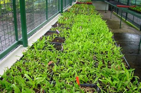 Orchid Flasking Guide Orchids Of New Guinea