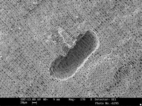 Lithophyllum Racemus