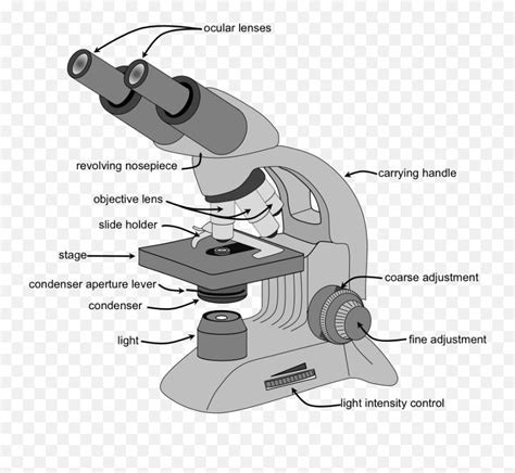 Compound Microscope Diagram Without Labels