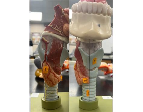 Thyroid Gland Model Quiz