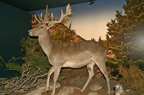 Μουσείο Φυσικής Ιστορίας Κρήτης ΕΘΑΙΟΣ