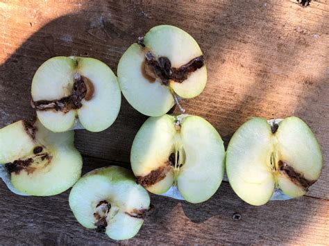 Codling Moth Control General Fruit Growing Growing Fruit