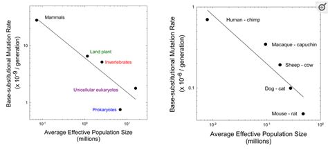 Pitti Article Evolution Of The Mutation Rate