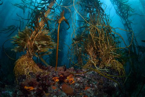 Repairing Our Kelp Forests Via Species Conservation Marine Species Report Card Aquarium Of