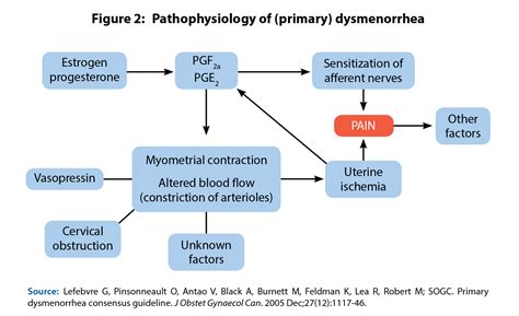 Dysmenorrhea Pathophysiology