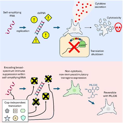 Broad Spectrum Immune Suppression Encoded In Self Amplifying Rna Enables Non Cytotoxic Non