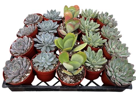 Bulk 4 Inch Succulent Plants