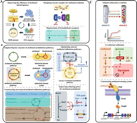 Metabolic Engineering Strategies For Microbial Utilization Of Methanol Pmc