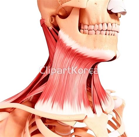 해외작가포토 클립아트코리아 통로이미지 주