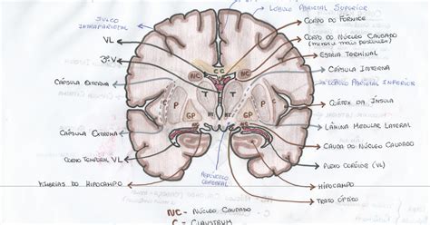 Rabiscos Infundados Telencéfalo Corte Coronal Posterior Núcleos Da