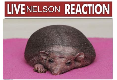 This Is Nelson The Naked Hedgehog 🦔🦔🦔🦔🦔🦔🦔 Rdankmemes