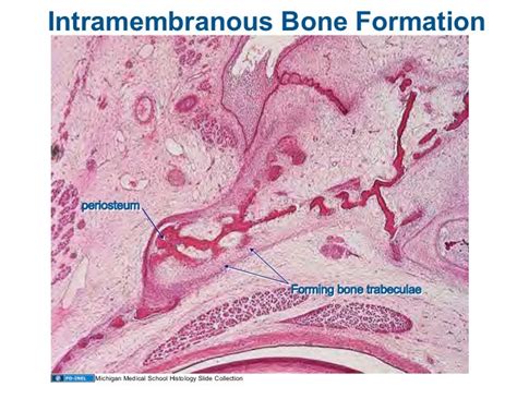 Intramembranous Ossification Histology