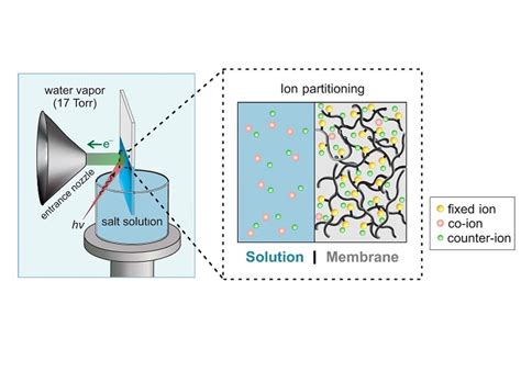 First Direct Measurement Of Elusive Donnan Potential