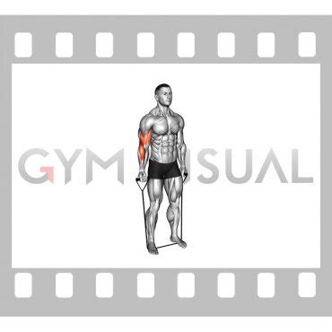Band Standing Single Arm Biceps Curl Male