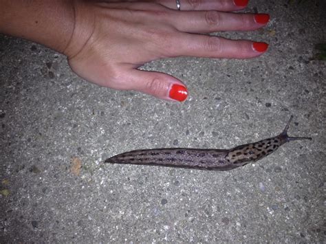 The Last Word On Nothing TGIPF Slug Sex Redux