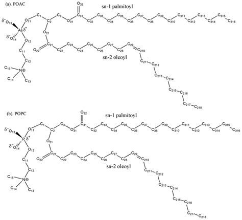 Phospholipid Bilayer Chemical Structure