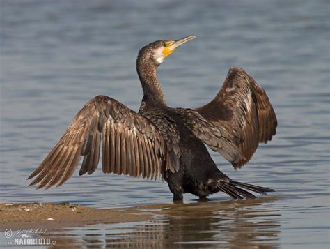 Kormorán velký | Naturfoto.cz