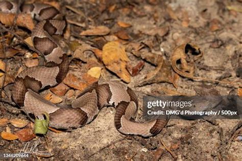 Copperhead Snake Image Photos And Premium High Res Pictures Getty Images