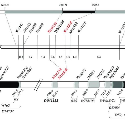 Maps Of Ssr Markers Linked To Yr041133 On Chromosome 7b A Physical