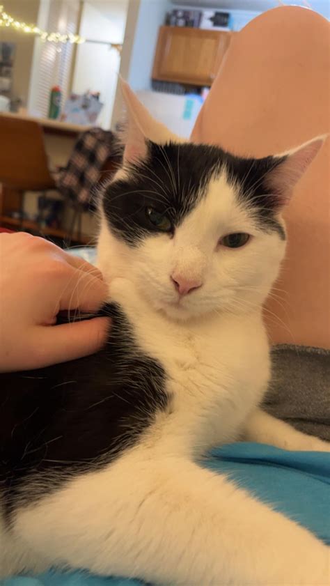 Good Thing Zuko Likes Boops Because I Cant Stop Tapping On His Lil Nosie R Bubblegumnose