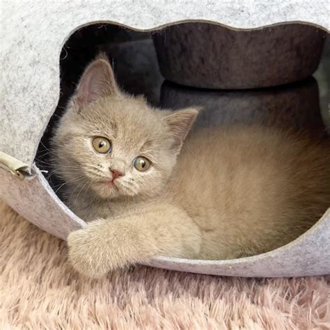 캣스토리 고양이분양 일산파주김포인천