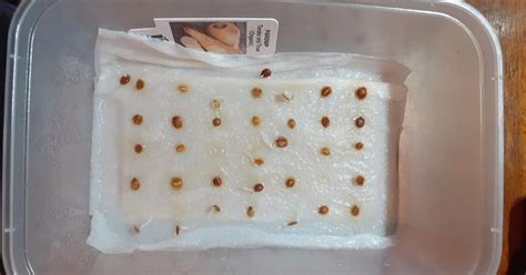 Alans Allotment We Have Parsnip Germination