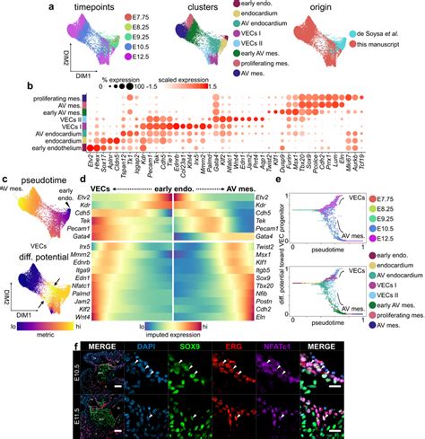 Endocardial And Mesenchymal Cell Lineage Bifurcation During Endmt A Download Scientific Diagram