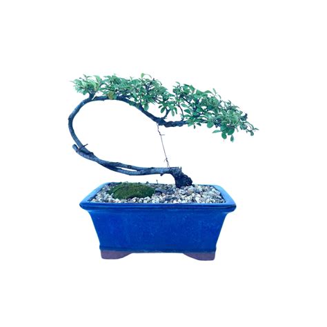Cotoneaster Bonsai 2015 Bonsai At The Bay