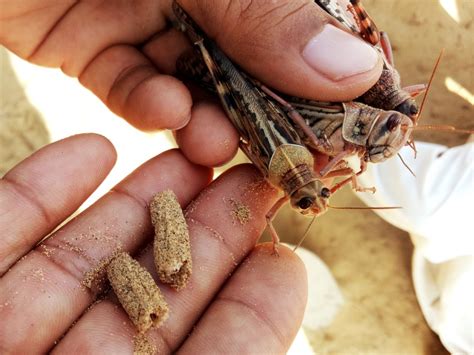Pest Proof Climate Ready Resilient Agriculture